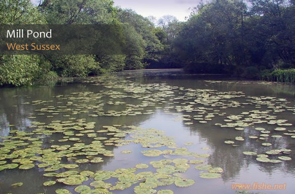 Mill Pond | Fishery Review